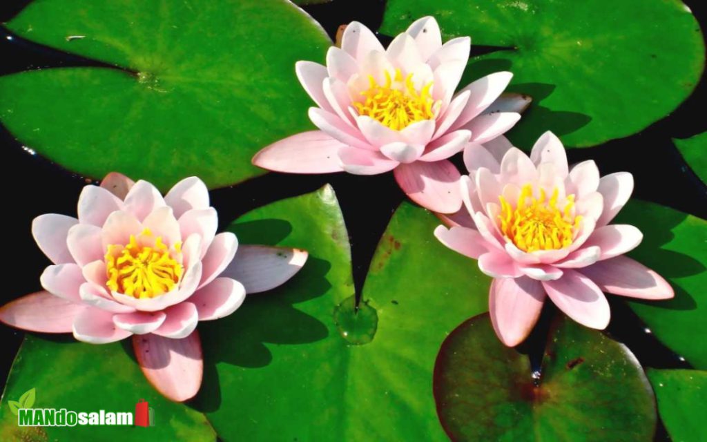 گل نیلوفرـ فواید و مضرات آن - بلاگ من دو سلام